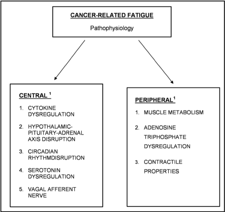 The pathophysiology of cancer-related fatigue: current controversies ...