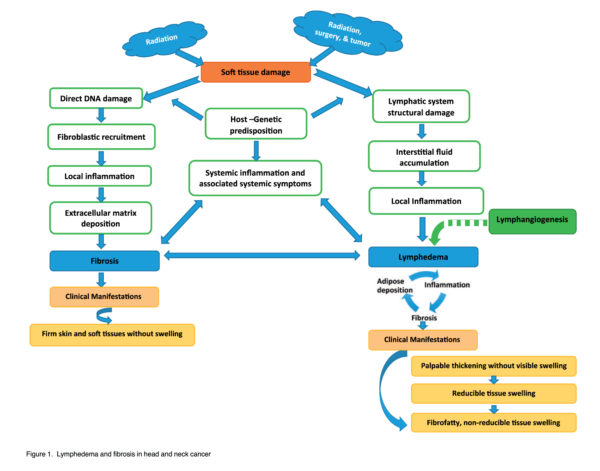 Late Soft Tissue Complications of Head and Neck Cancer Therapy ...